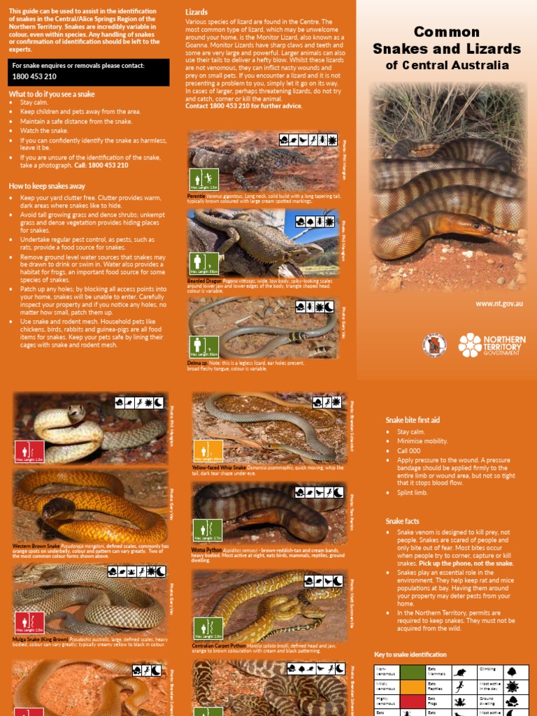 Common Snakes and Lizards of Central Australia | PDF | Squamata | Reptile