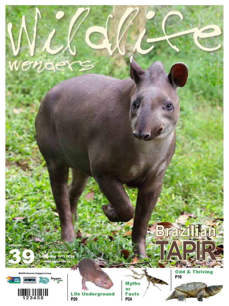 Wildlife Wonders Issue 39 | PDF | Natural Rubber | Amazon Rainforest