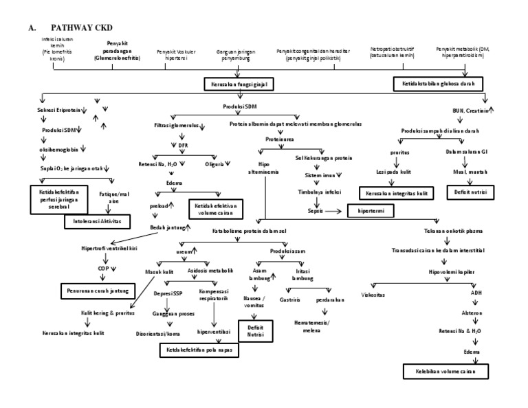 Pathway CKD | PDF