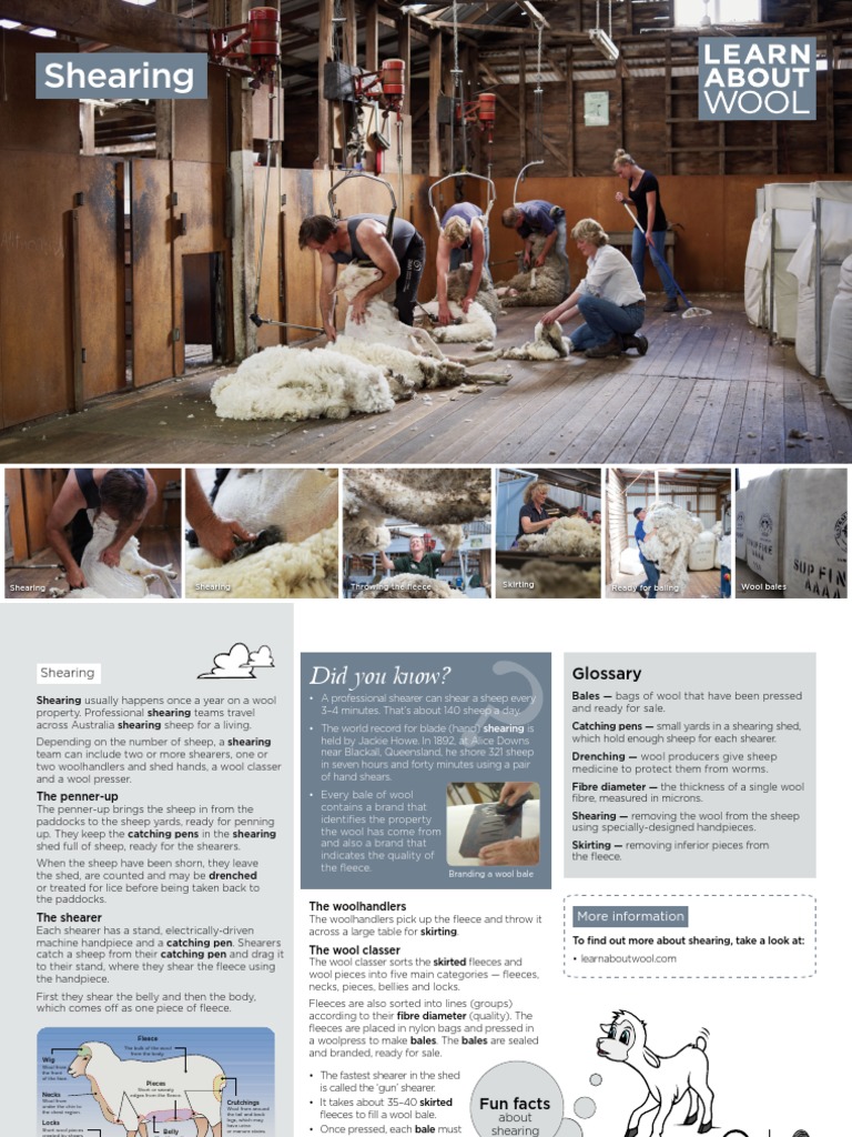 Shearing: Shearing Shearing Throwing The Fleece Skirting Ready For ...