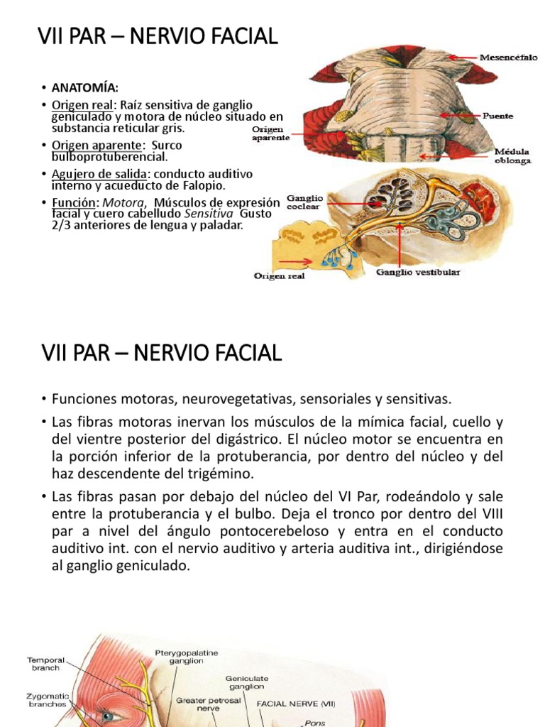 Vii Par Nervio Facial | Cara | Neuroanatomía