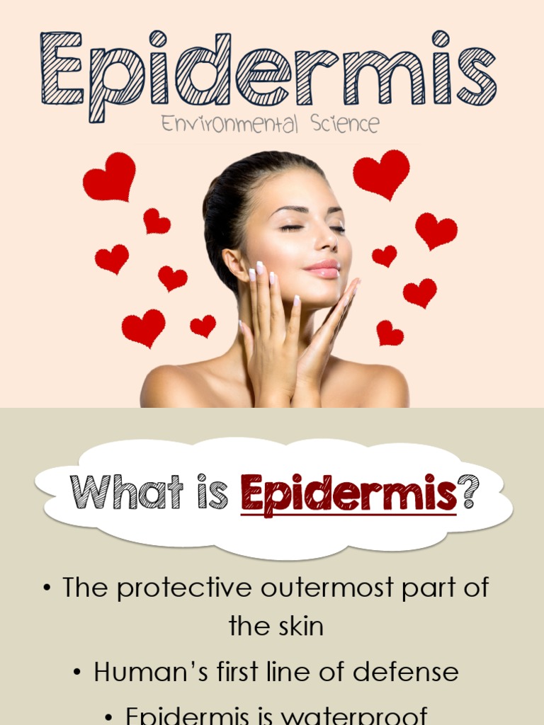 Epidermis | PDF | Epidermis | Skin