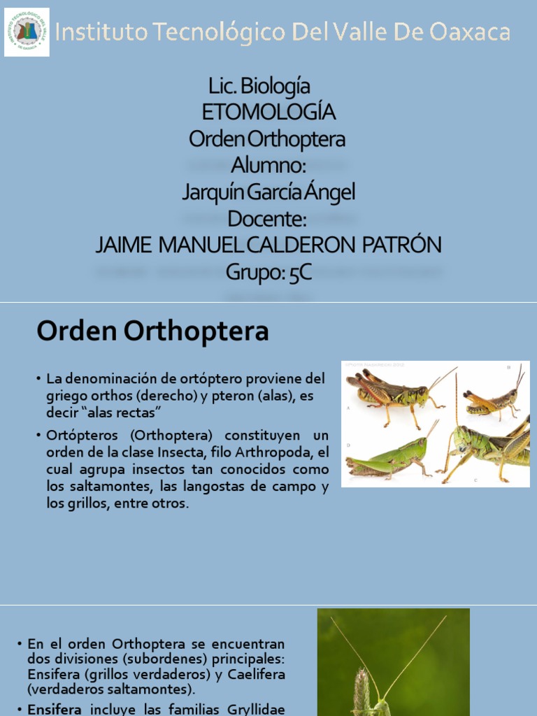 Orden Orthoptera | PDF | Artrópodos | Insectos