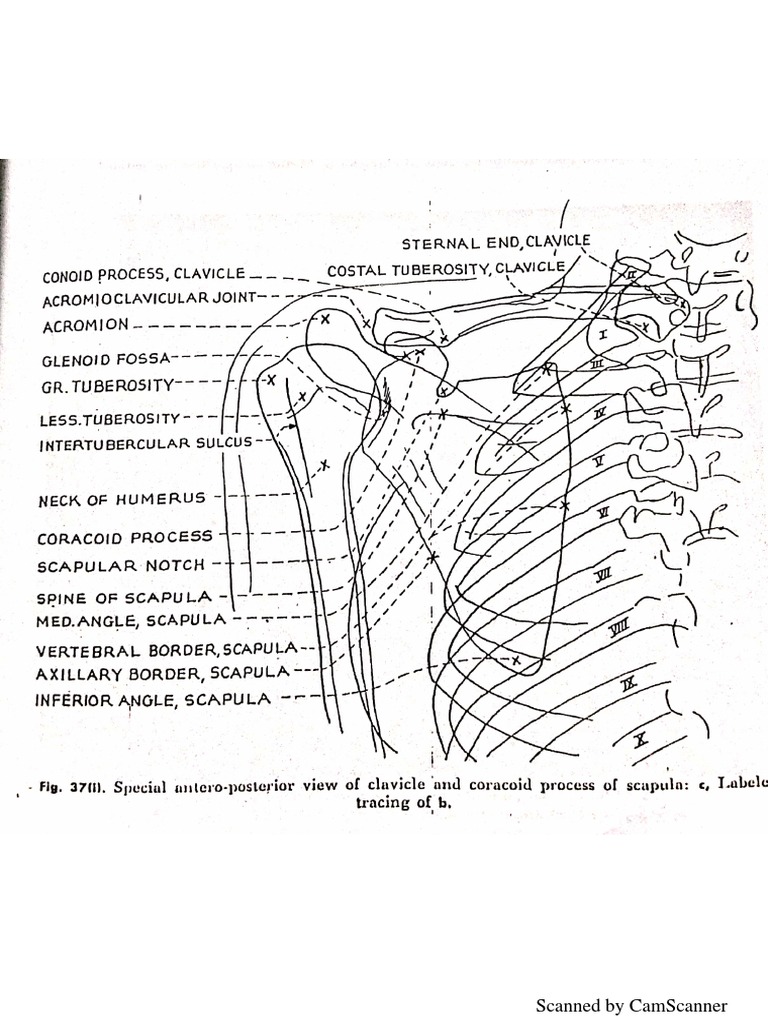 Scapula AP, Lat | PDF