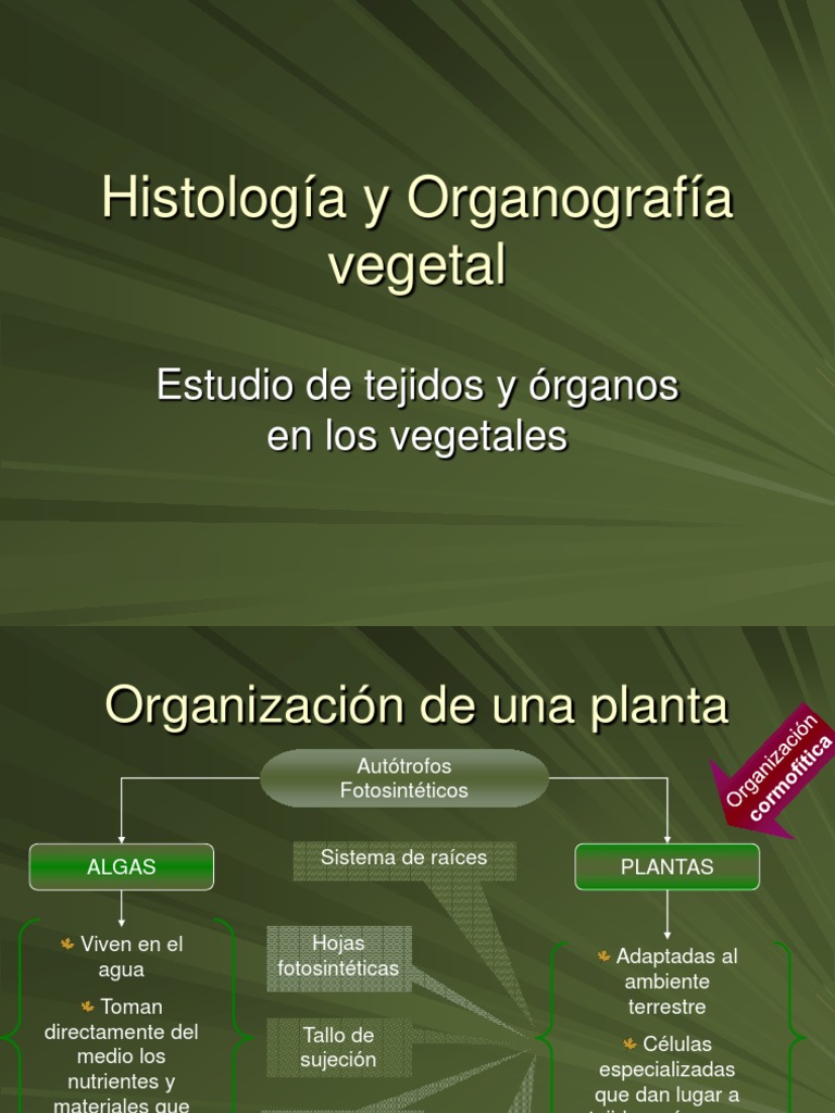 Histologia y Organografia Vegetal | PDF | Tallo de la planta | Raíz