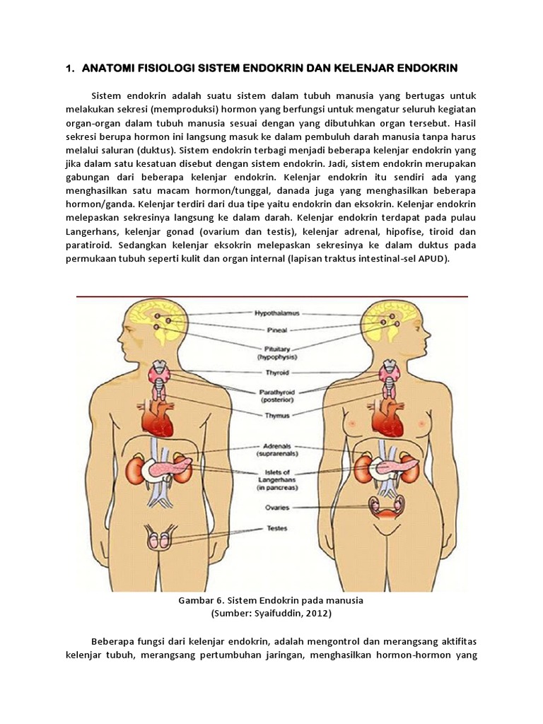Anatomi Fisiologi Sistem Endokrin Dan Kelenjar Endokrin | PDF