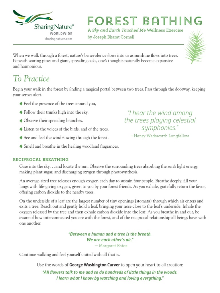 Forest Bathing: To Practice | PDF | Trees | Forests