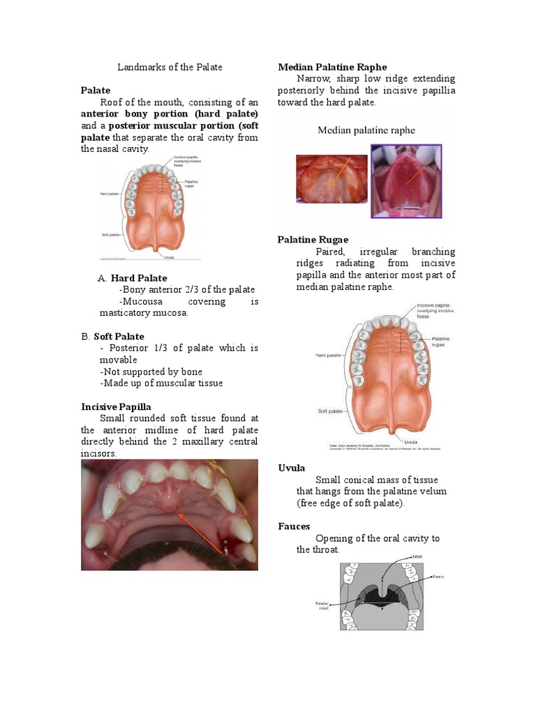 Landmarks of The Palate | PDF