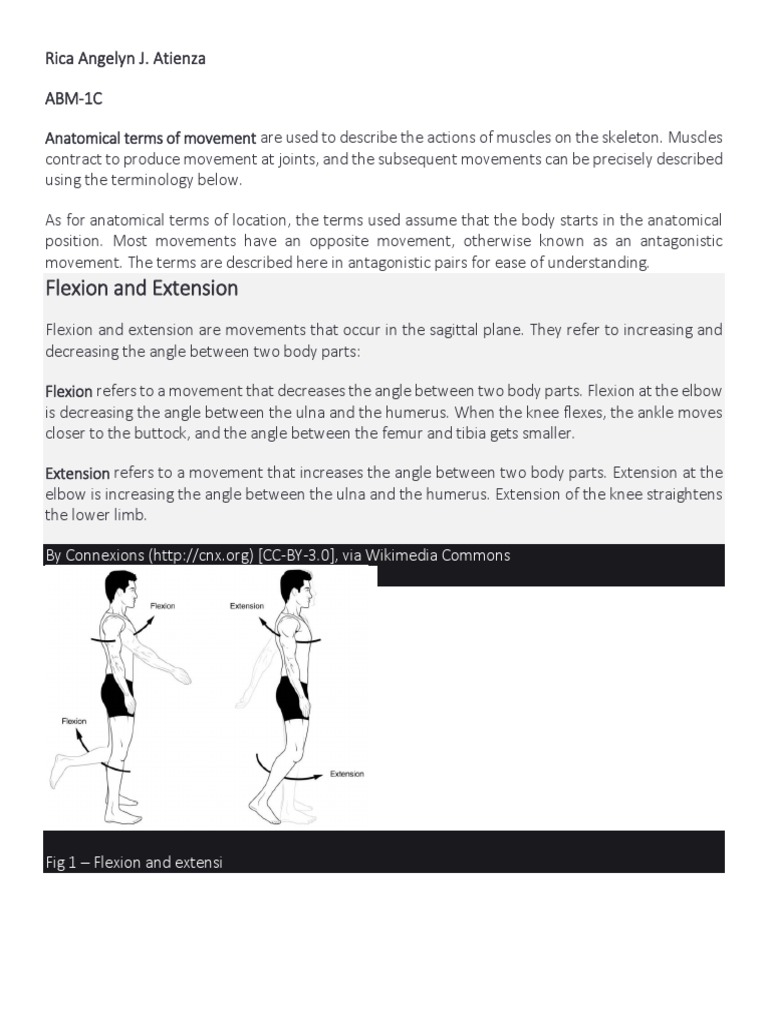 Anatomical Terms of Movement: A Comprehensive Guide to Describing ...
