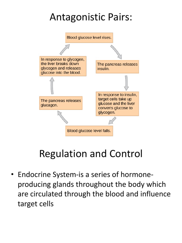 Endocrine System | PDF | Hormone | Regulation Of Gene Expression
