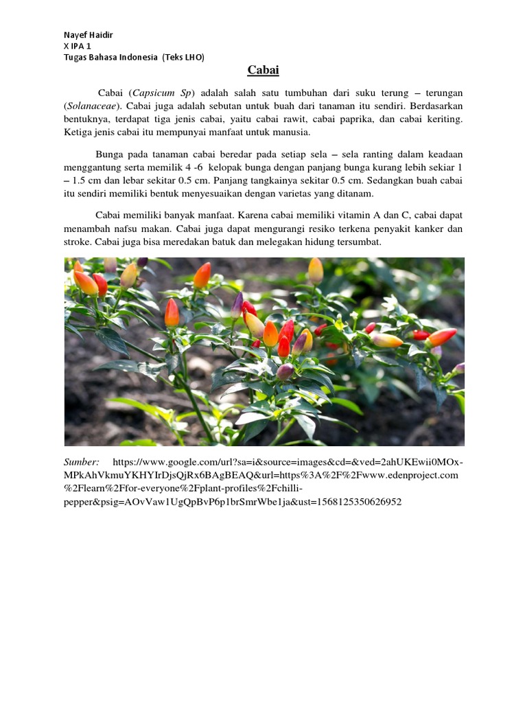 Cabai | PDF