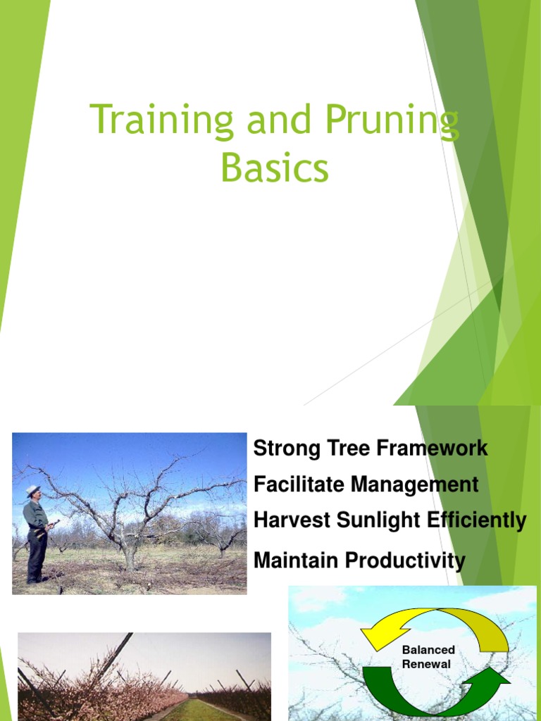 Basic Training - Pruning | PDF | Pruning | Auxin