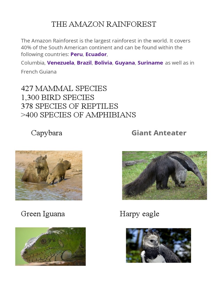 The Amazon Rainforest | PDF