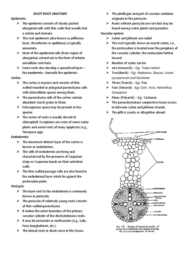 Dicot Root Anatomy Overview | PDF | Root | Tissue (Biology)