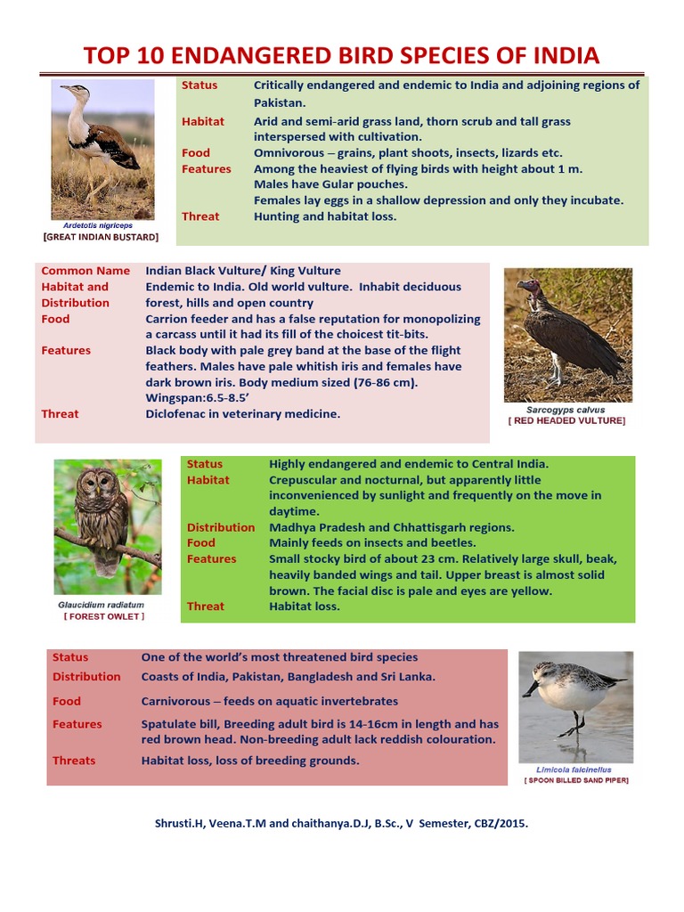 Vultures | PDF | Birds | Habitat