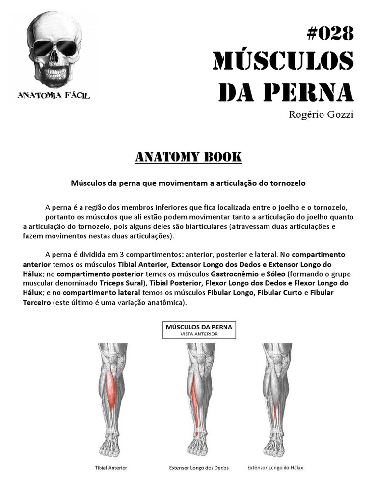 Vista Lateral Dos Musculos Da Perna Humana Sistema Muscular | ATLAS DE