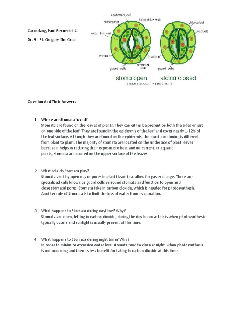 Understanding Stomata: Functions and Behavior | PDF