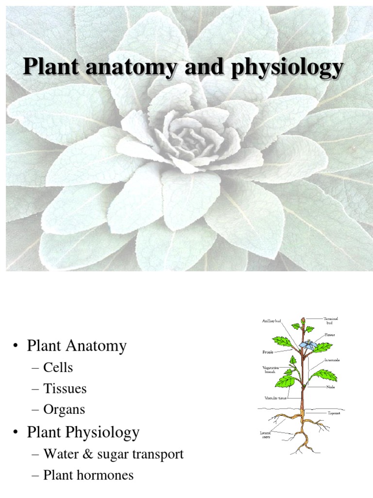 Plant Anatomy and Physiology | PDF | Plant Stem | Leaf