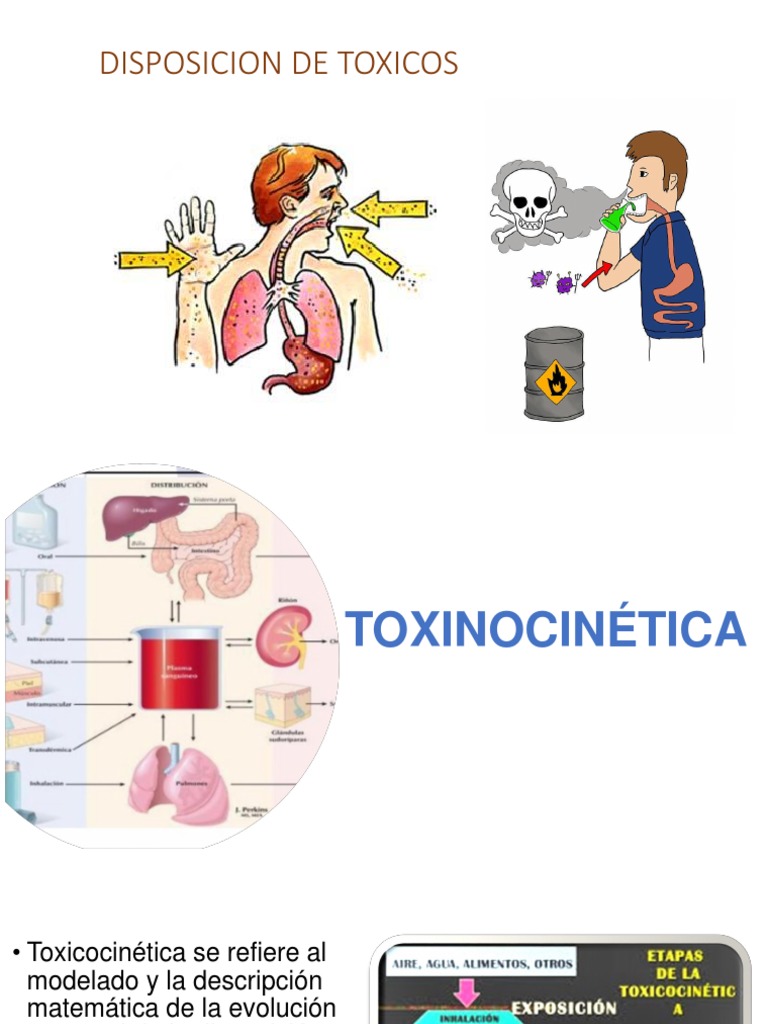 Toxico Grupo 2 | PDF | Biotransformación | Toxicidad