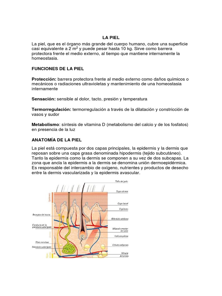 La Piel Pdf Piel Epidermis