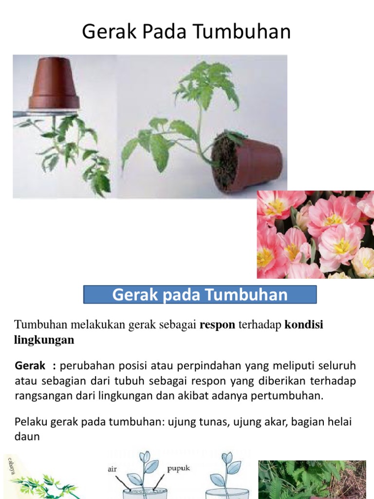 Gerak Tumbuhan: Jenis dan Penyebabnya | PDF