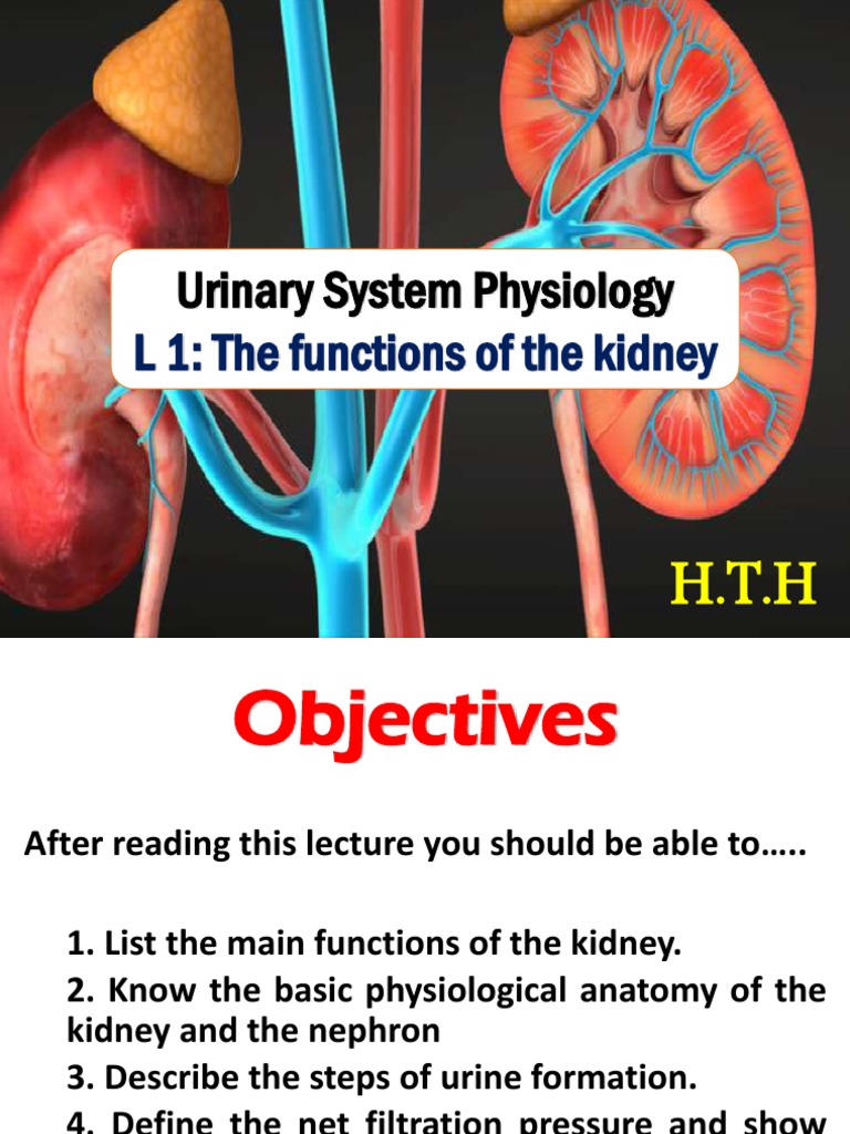 Functions of Kidney | PDF | Kidney | Physiology