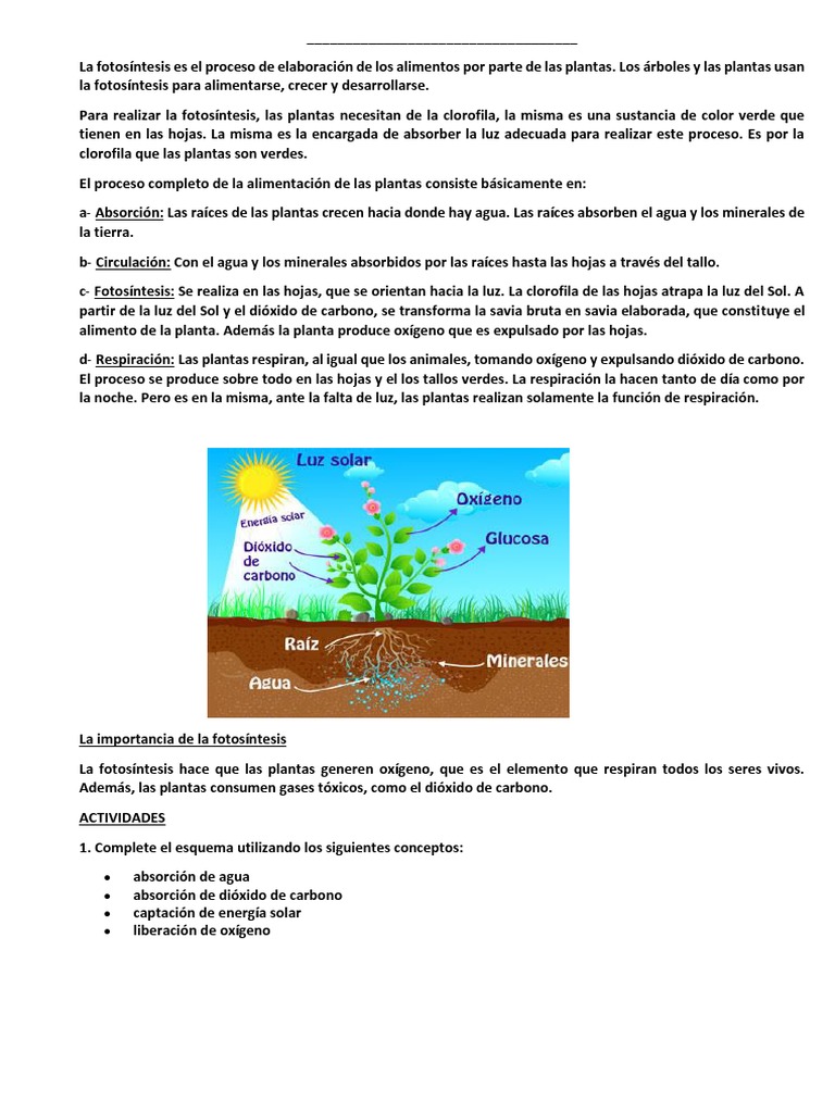 FICHA La Fotosíntesis Es El Proceso de Elaboración de Los Alimentos Por ...