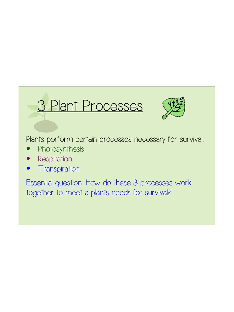 3 Plant Processes: Plants Perform Certain Processes Necessary For ...