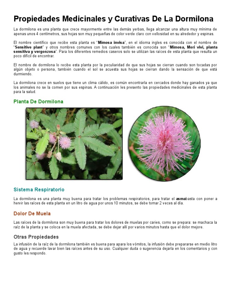 Propiedades Medicinales y Curativas de La Dormilona | PDF