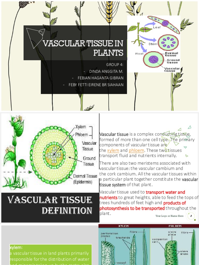Vascular Tissue in Plants | Download Free PDF | Tissue (Biology ...