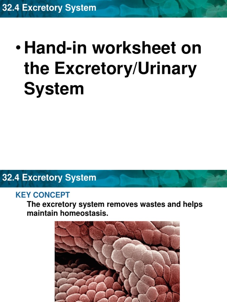Hand-In Worksheet On: The Excretory/Urinary System | PDF | Kidney ...