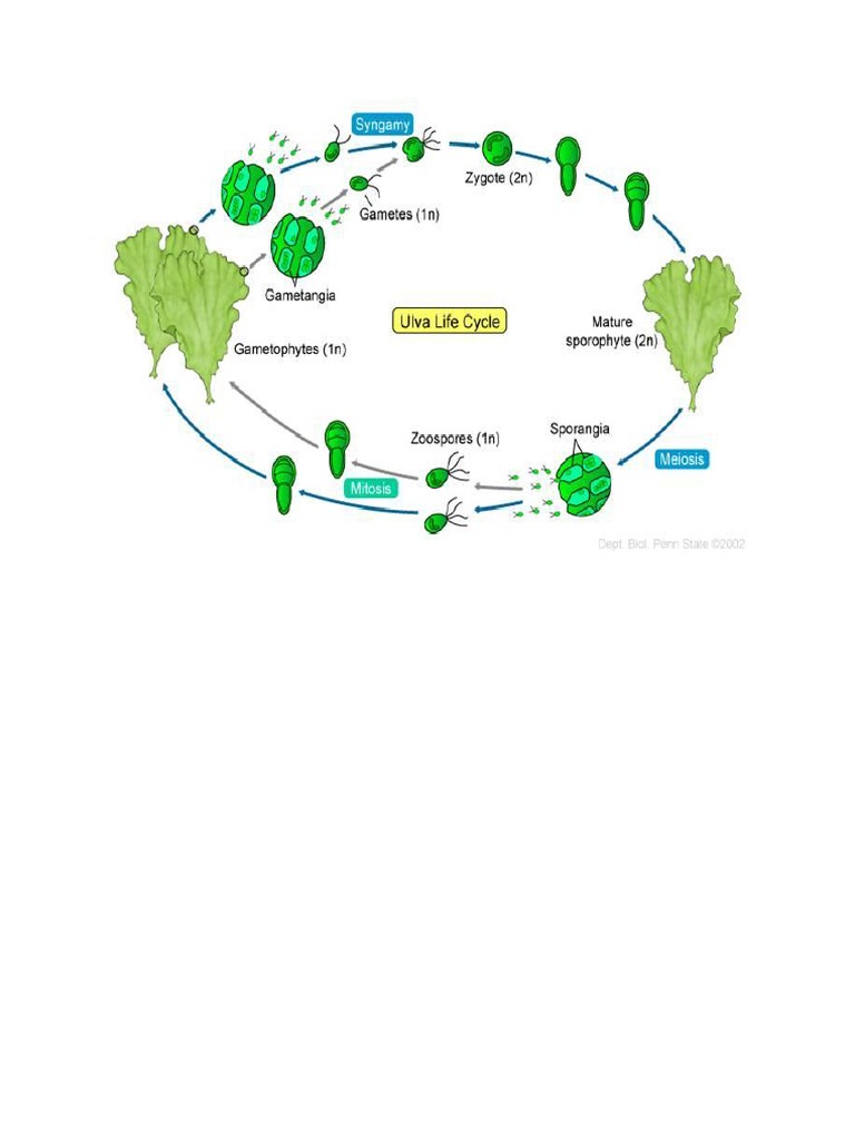 Ulva Cycle | PDF