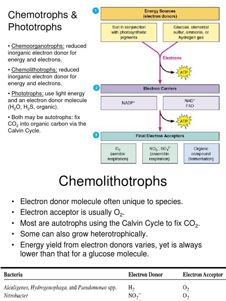11 Chemolithotrophs | PDF