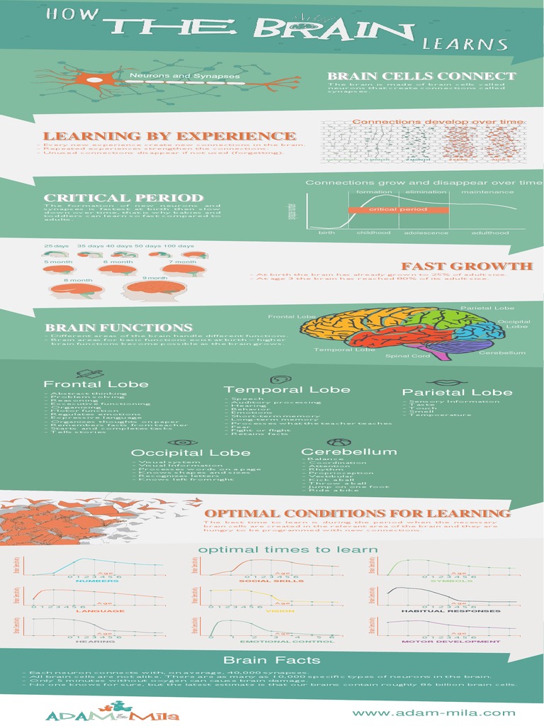 Brain Development of Children From 0 To 6 Years How The Brain Learns | PDF | Brain | Neuron