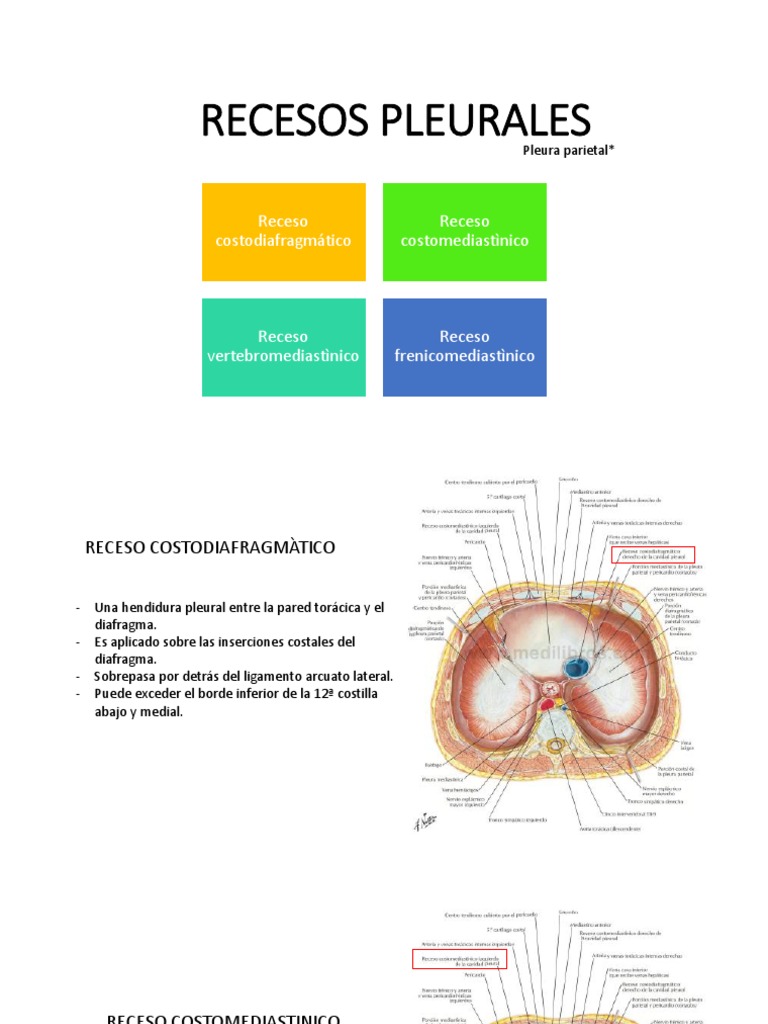 Anatomia de Recesos Pleurales | PDF | Tórax | Pulmón