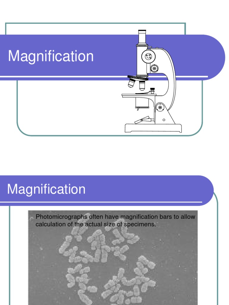 Magnification | PDF | Eukaryotes | Cell (Biology)