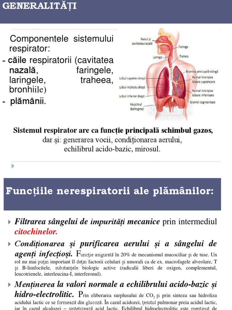 Componentele Sistemului Respirator: - Căile Respiratorii (Cavitatea ...