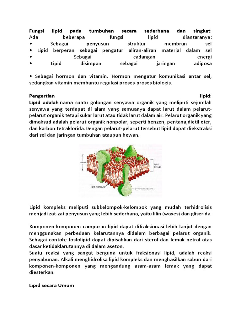 Fungsi dan Pengertian Lipid Tumbuhan | PDF | Kesehatan Holistik