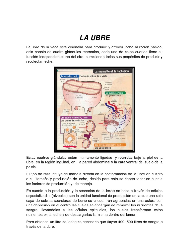 Anatomía y función de la ubre de vaca | PDF | Leche | Vacas