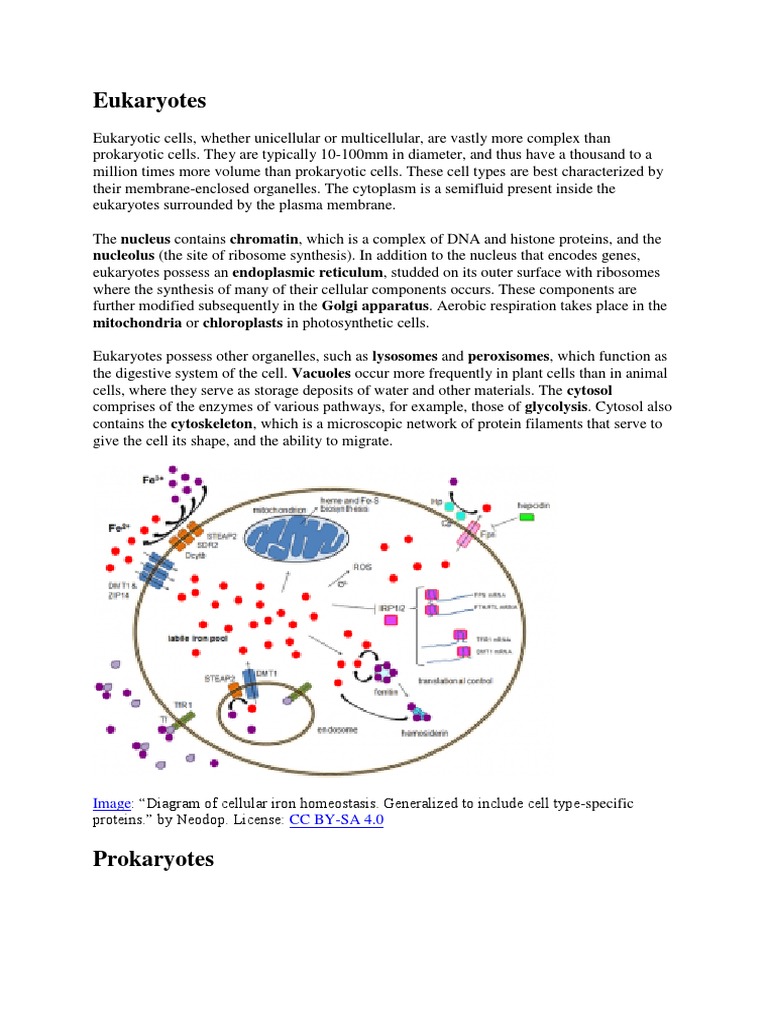 Eukaryotes: Nucleolus (The Site of Ribosome Synthesis) - in Addition To ...