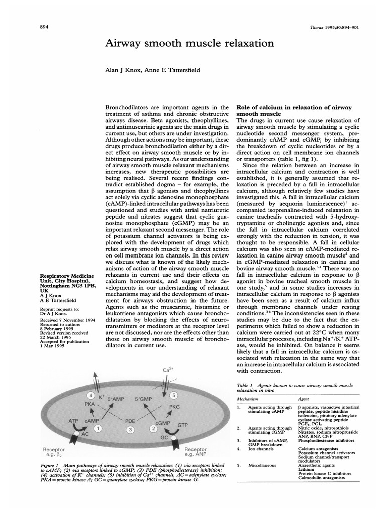 Airway Smooth Muscle Relaxation | PDF | Calcium In Biology | Muscle ...