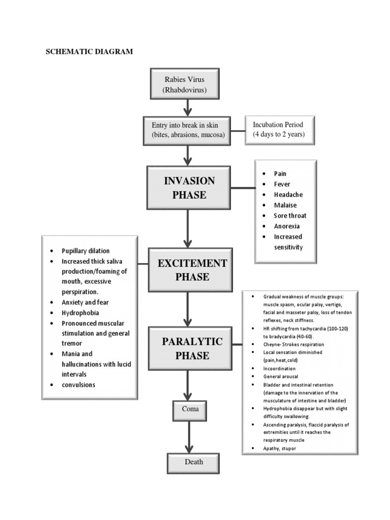 Schematic Diagram of Rabies | PDF | Rabies | Diseases And Disorders