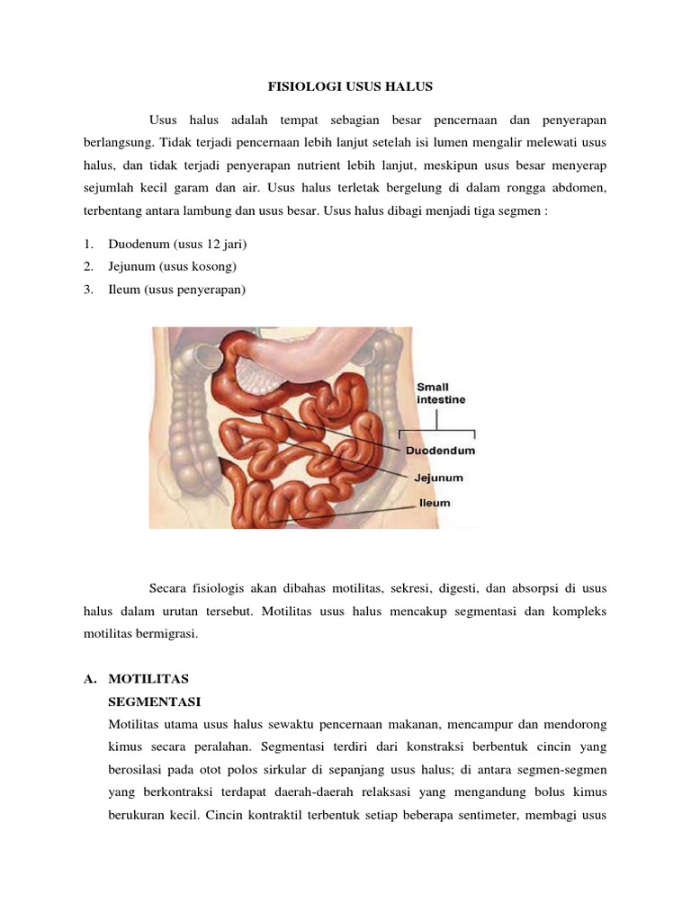 Fisiologi Usus Halus | PDF