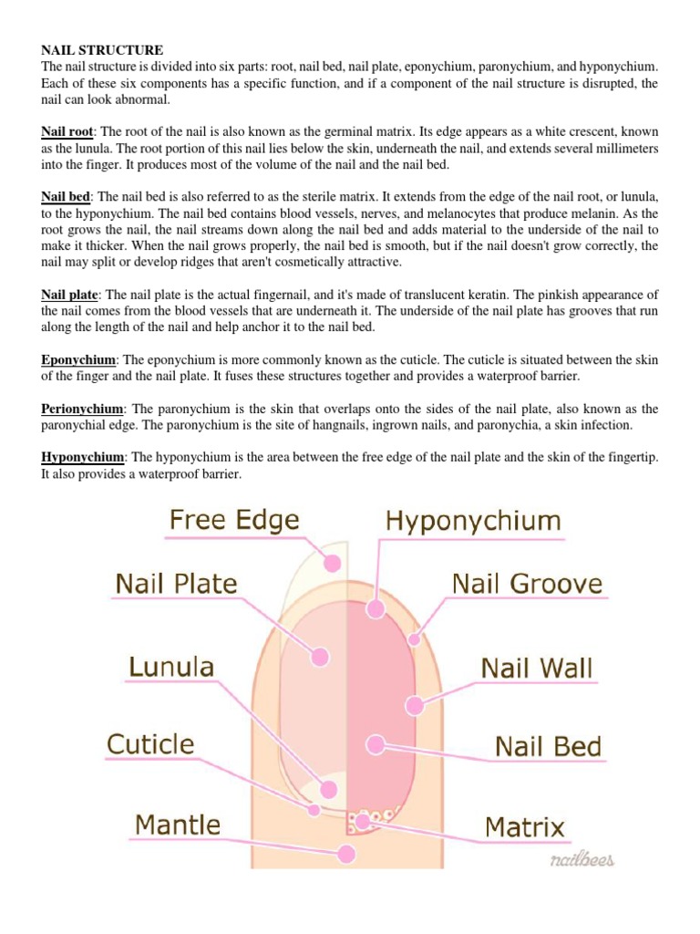 Nail Structure | PDF | Nail (Anatomy) | Epidemiology