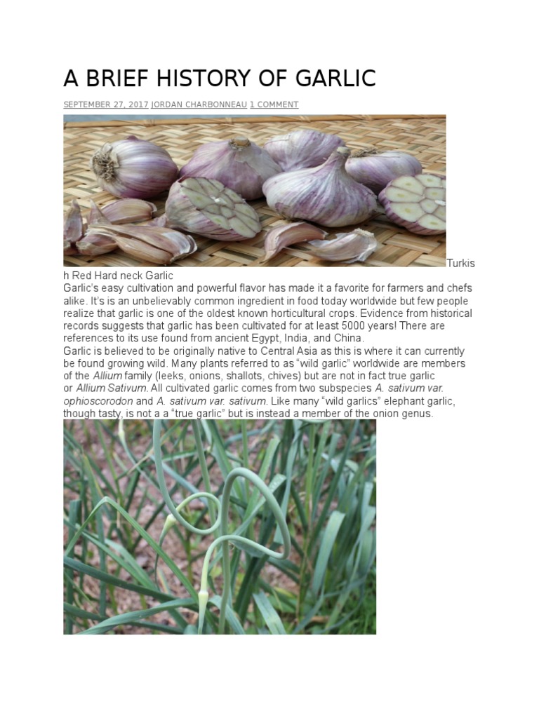 A Brief History of Garlic | PDF | Garlic | Onion