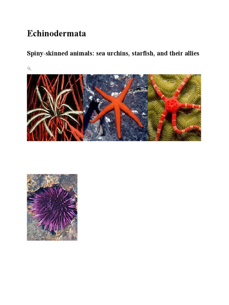 Echinoderm at A | PDF | Nervous System | Organisms