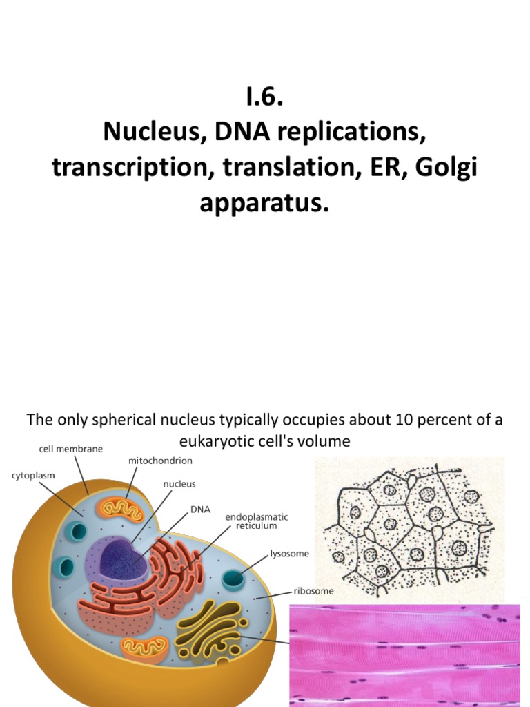 I.6. Nucleus, Replication, Transcription, Translation UrbánV | PDF ...