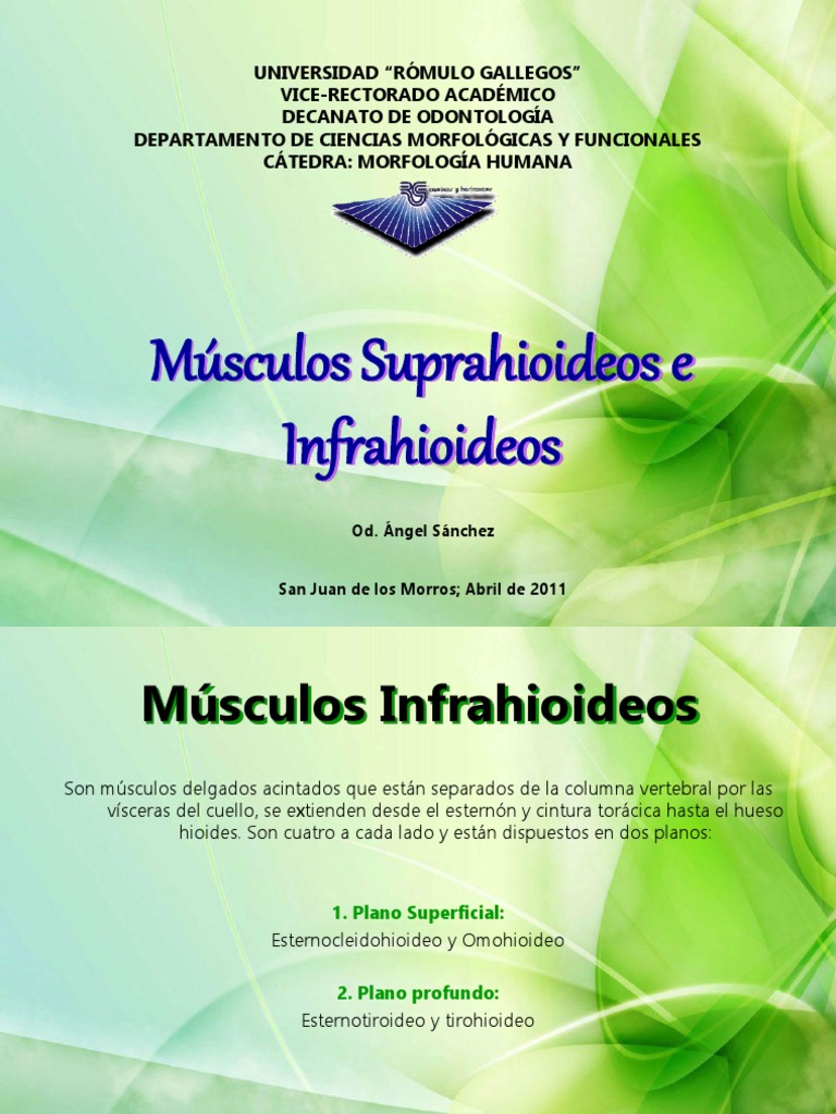 Musculos Supra e Infra | Descargar gratis PDF | Anatomía humana ...