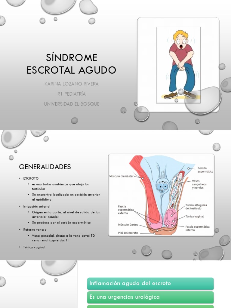 Escroto Agudo | PDF | Testículo | Especialidades Medicas