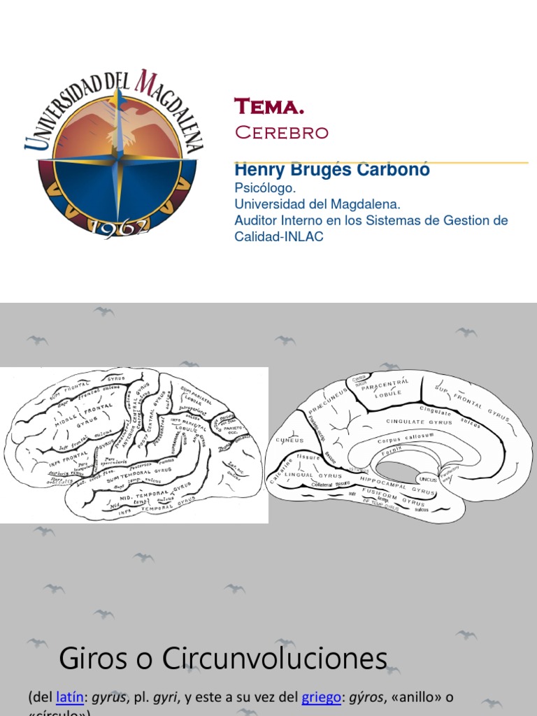 Cerebro Pdf Hemisferio Cerebral Neurociencia